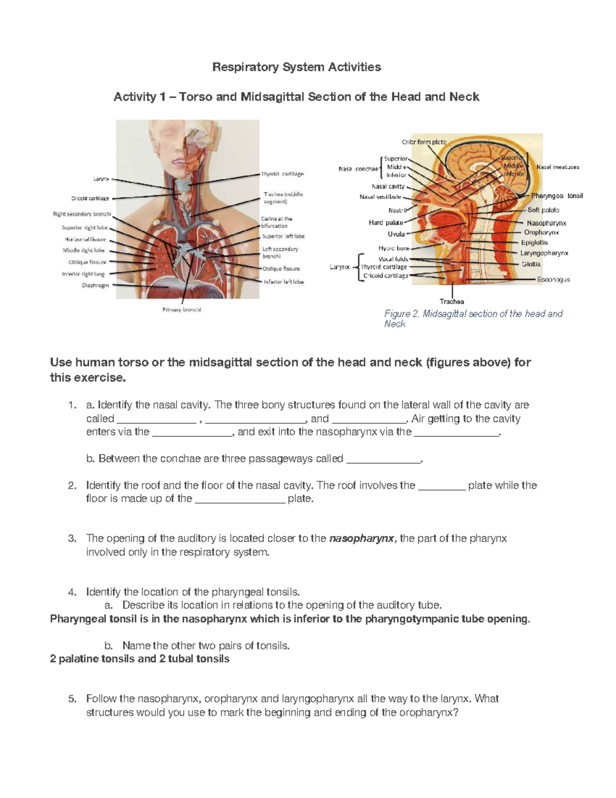 Group 2 APII Respiratory System Activities: Torso & Fetal Pig ...