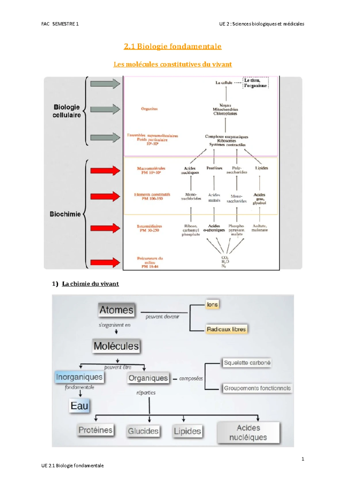 Erythropoïétine - Cours infirmier - Erythropoïétine : physiologie ...