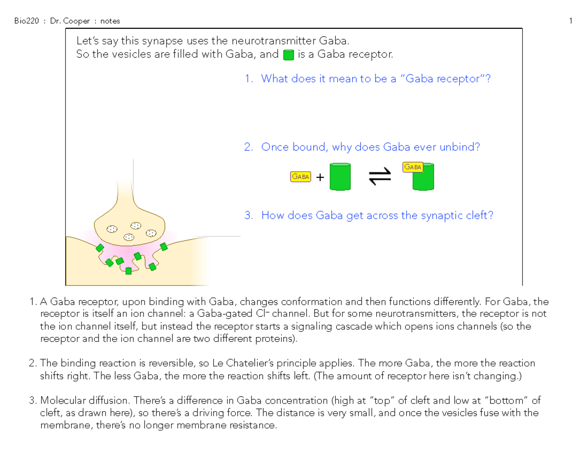 Bio220: Dr. Cooper's Lecture Notes on Synapses & Neurotransmitters ...
