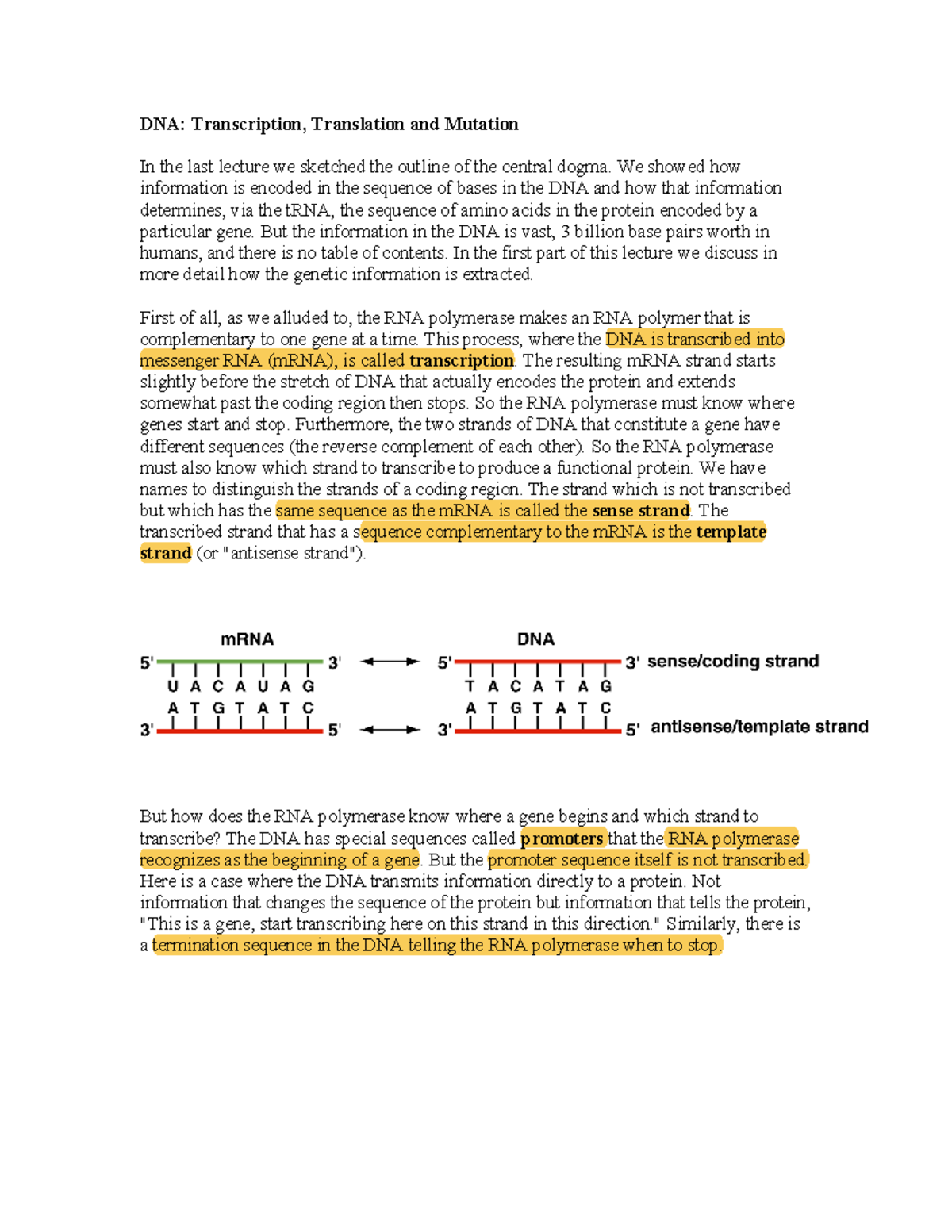 Lecture on DNA: Transcription, Translation, and Mutation - Studocu