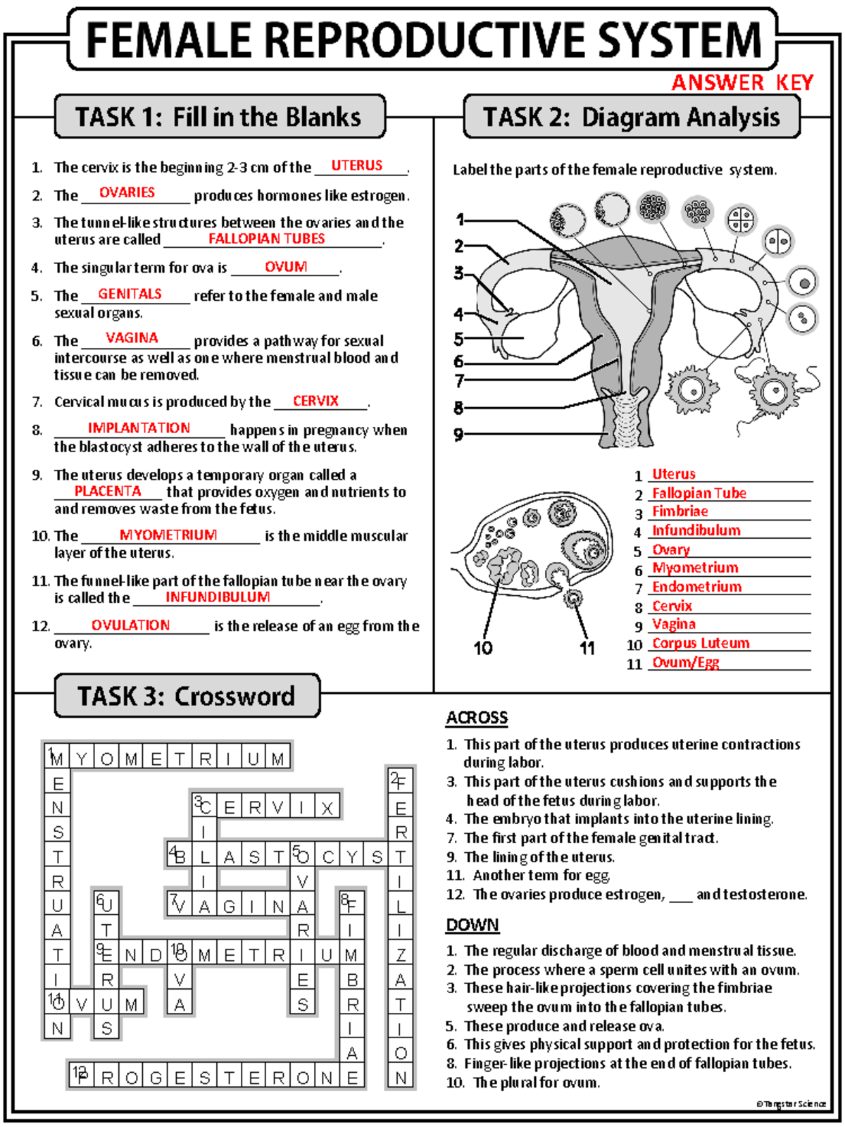Female Reproductive System Worksheet