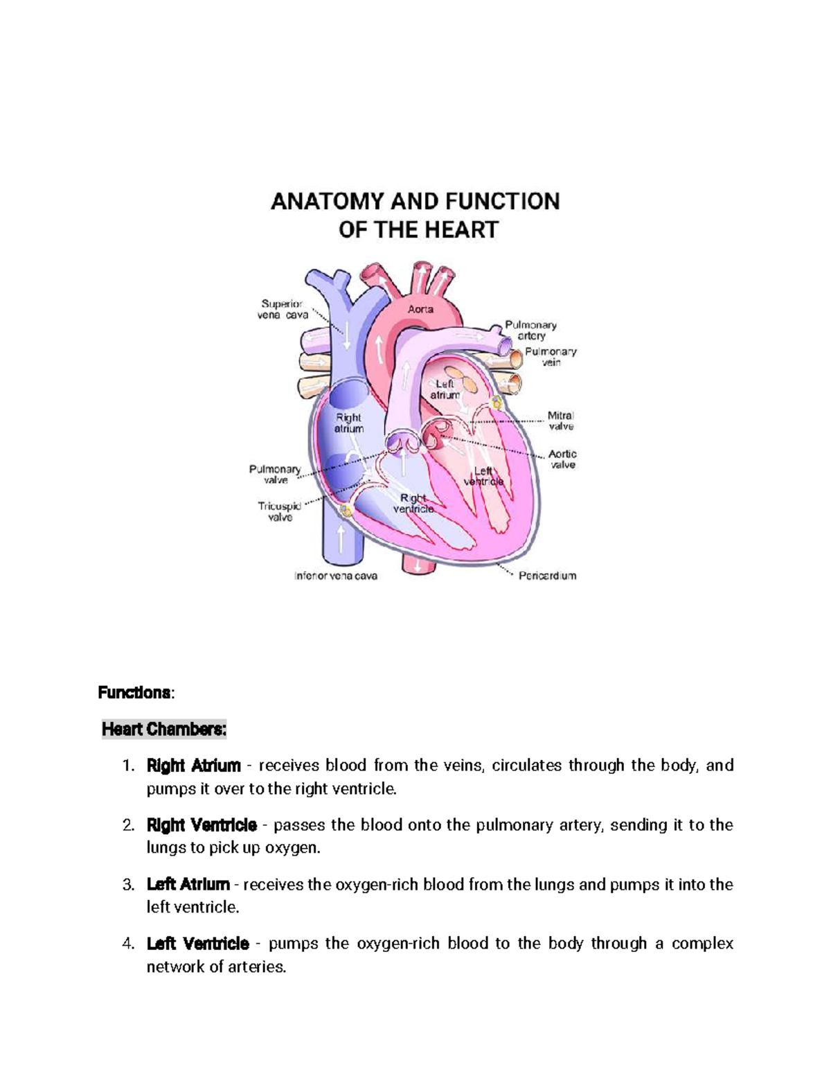 Heart Anatomy and Physiology: Functions of Heart Chambers (MEDSURG ...