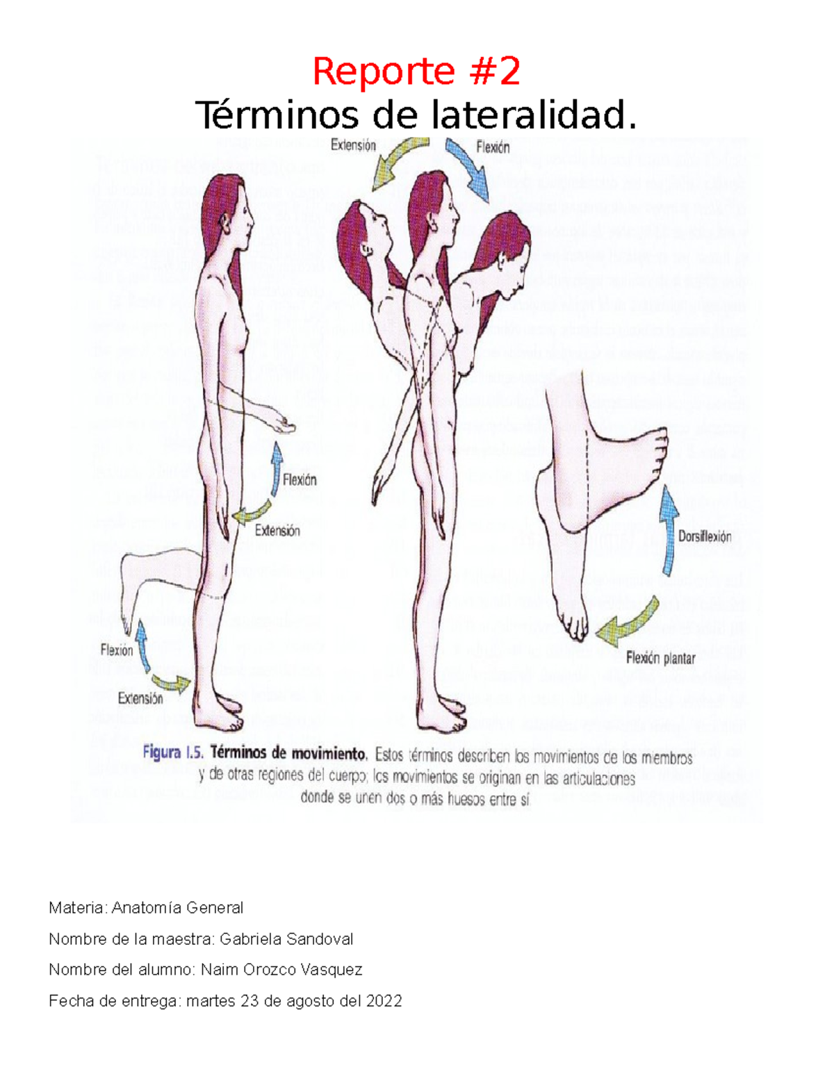 Reporte 2: Términos de Lateralidad en Anatomía General - Studocu