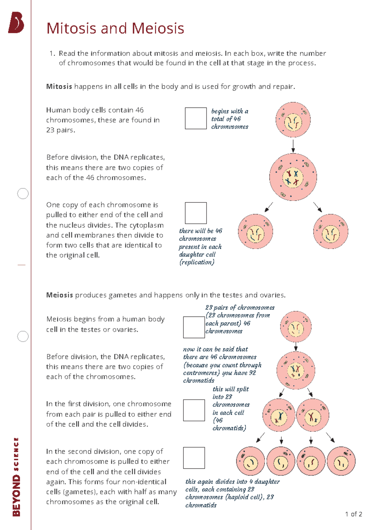 Mitosis and Meiosis - helps !!! - Mitosis and Meiosis 1. Read the ...