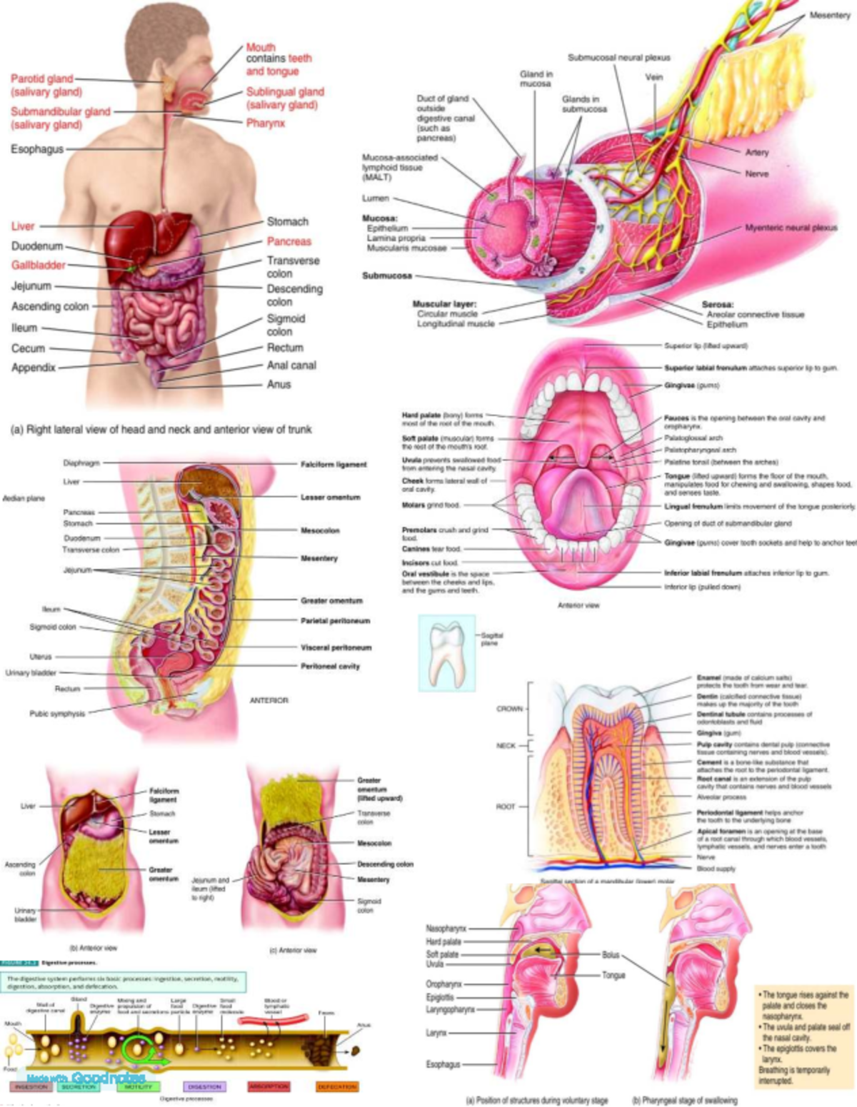 Digestive System Lab: Anatomy and Functions of Oral Structures - Studocu