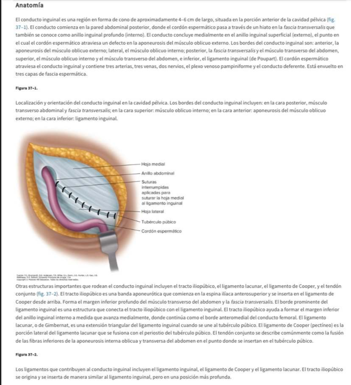 Anatomía del Conducto Inguinal: Estructuras y Hernias - Studocu