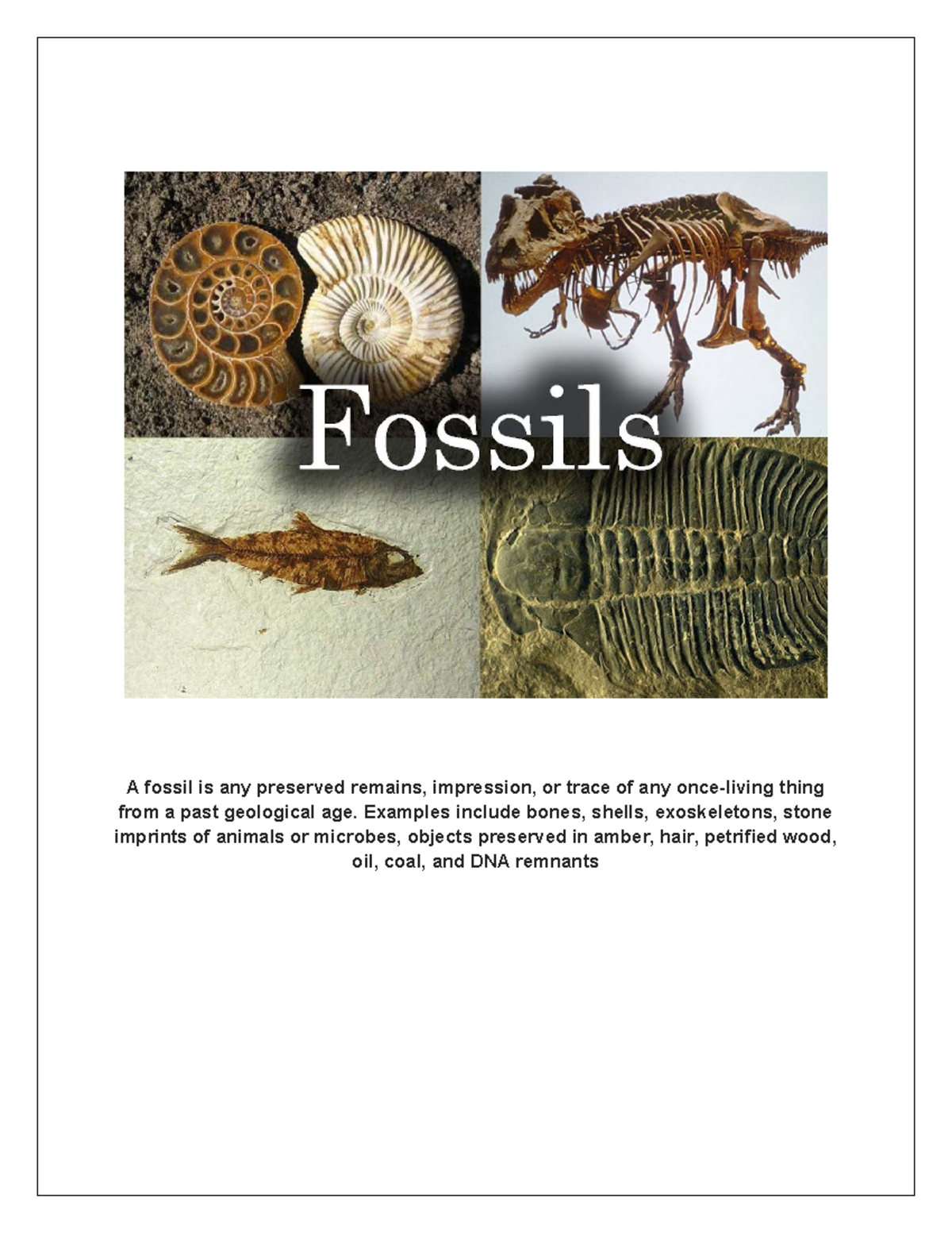 Grade 10 Fossils - Study Notes on Formation and Making Fossils - Studocu