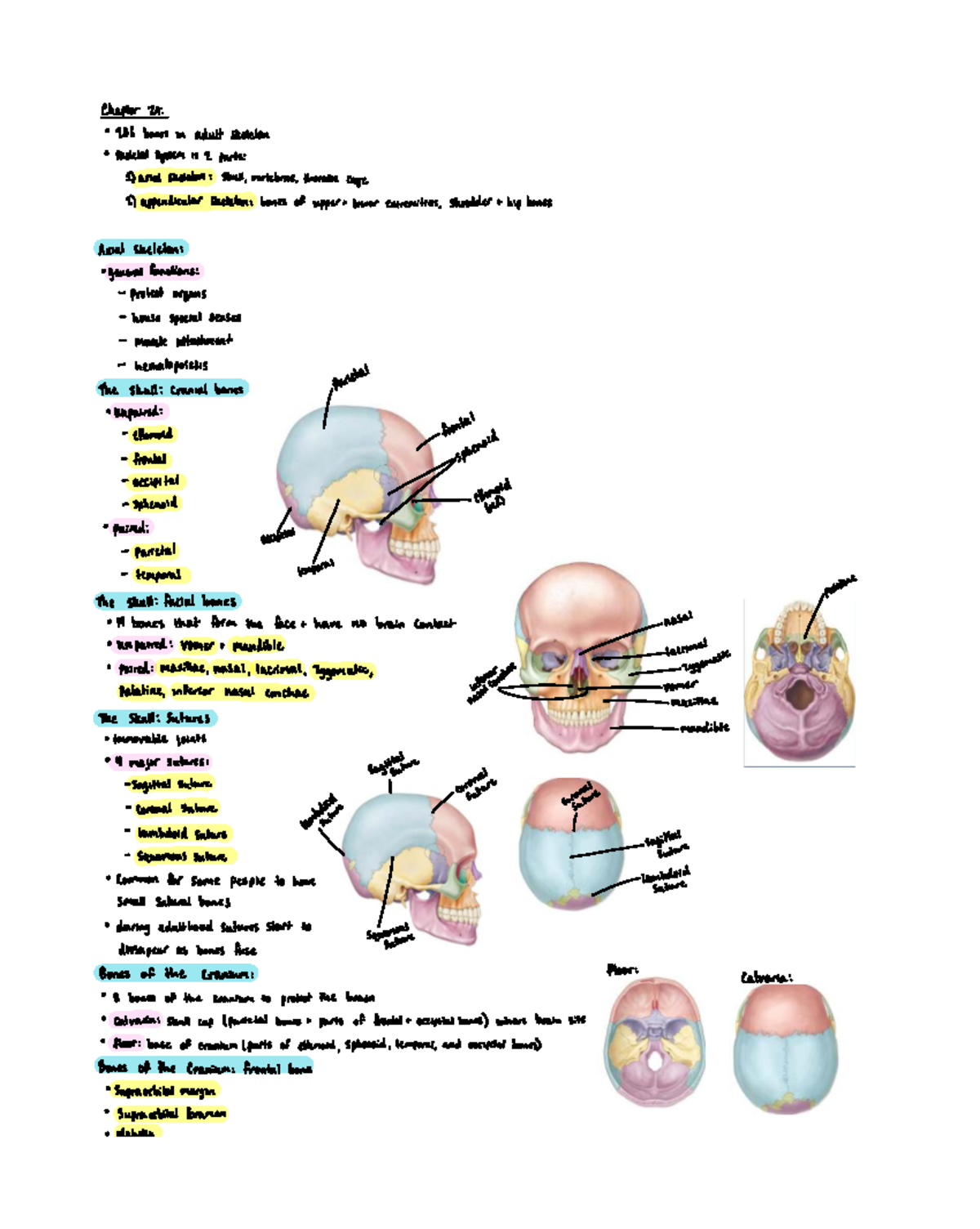 Ch 7 Human Anatomy - Ch 7 condensed from lecture slides & notes ...