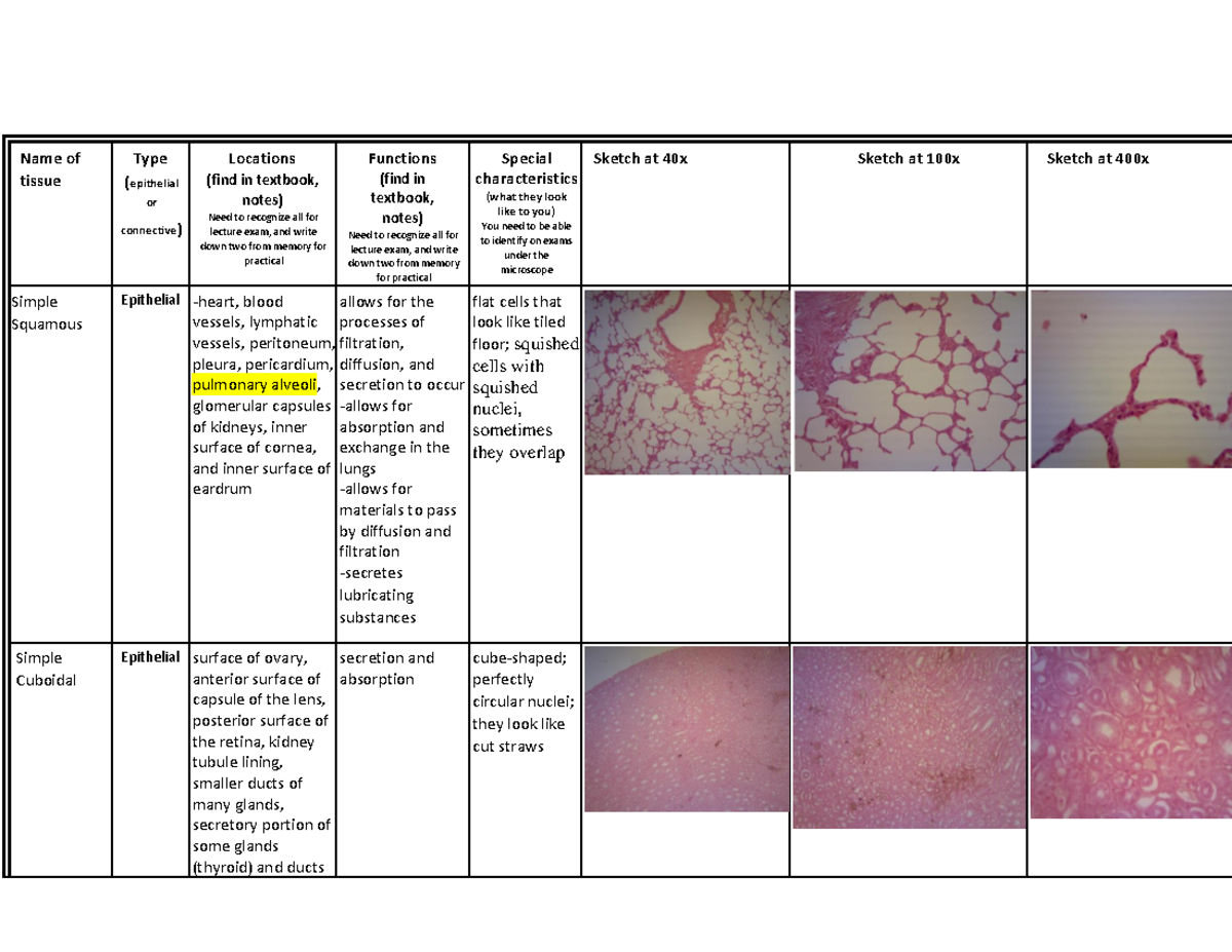 Histology Lab Worksheet (BIOL 101) - Tissue Identification and ...