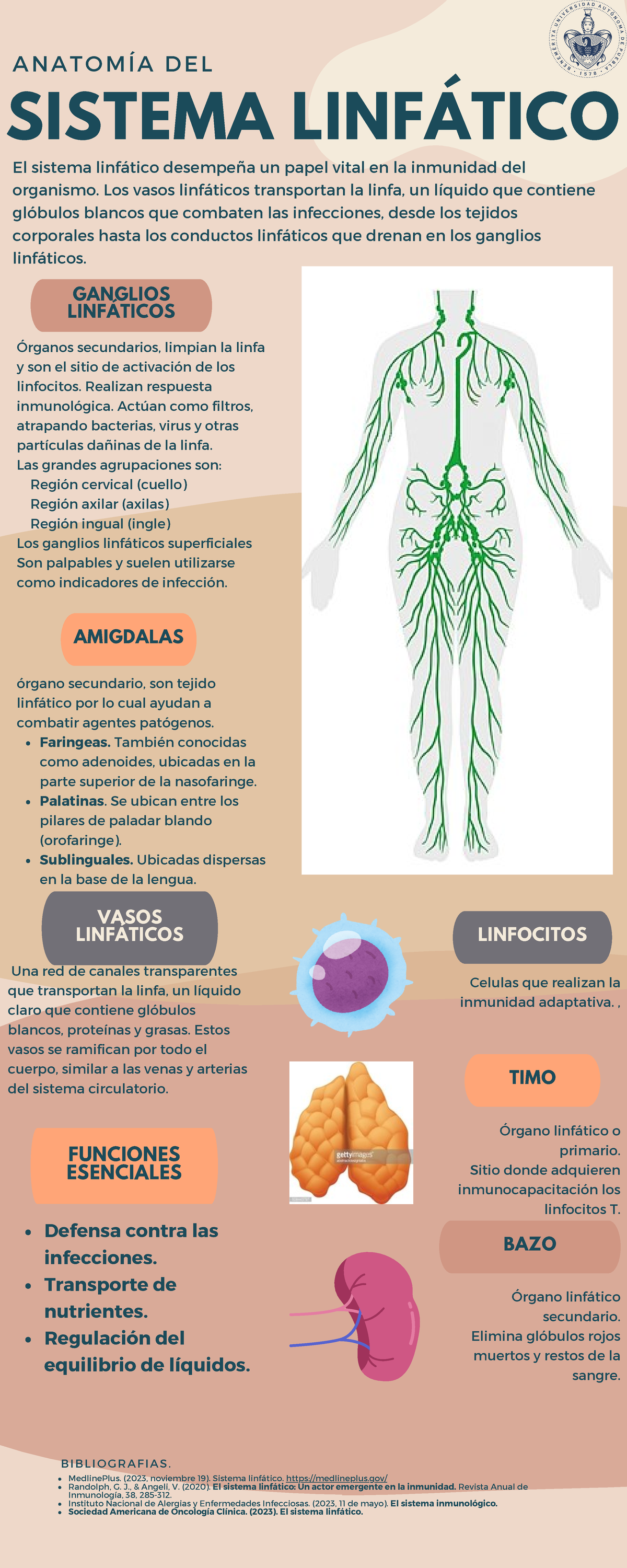Sistema Linfático: Anatomía y Funciones Esenciales en Inmunidad - Studocu