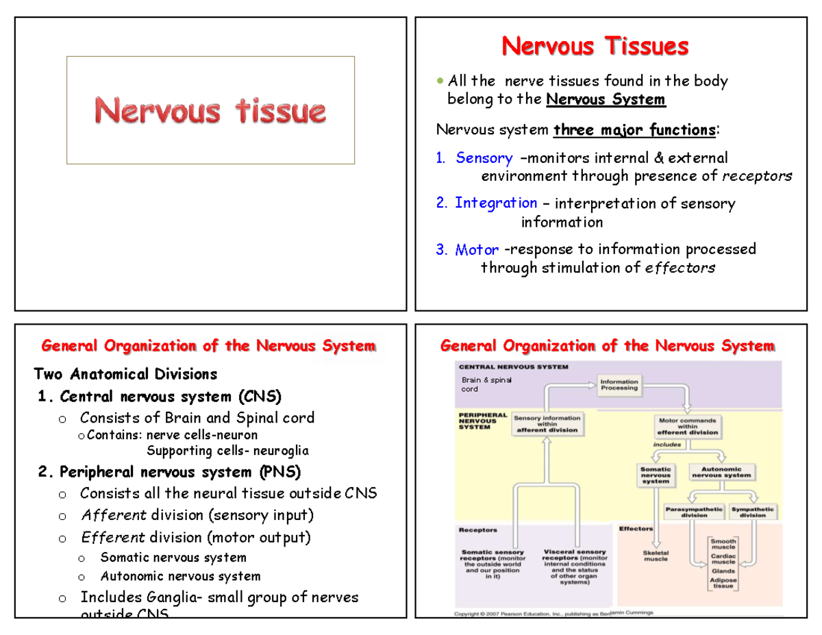 Module 5 - Nervous Tissue Overview and Classification - Studocu