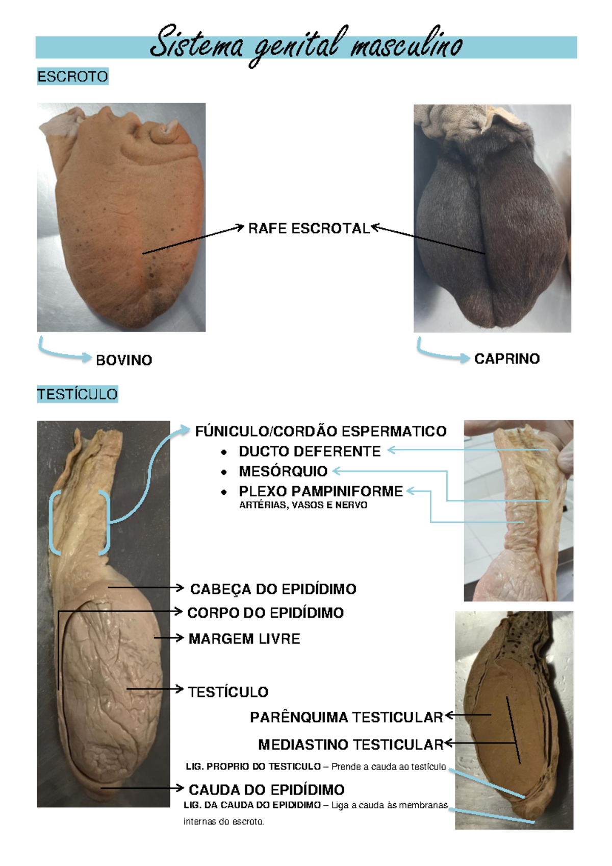 Prática Genital Masculino - ESCROTO TESTÍCULO Sistema genital masculino ...