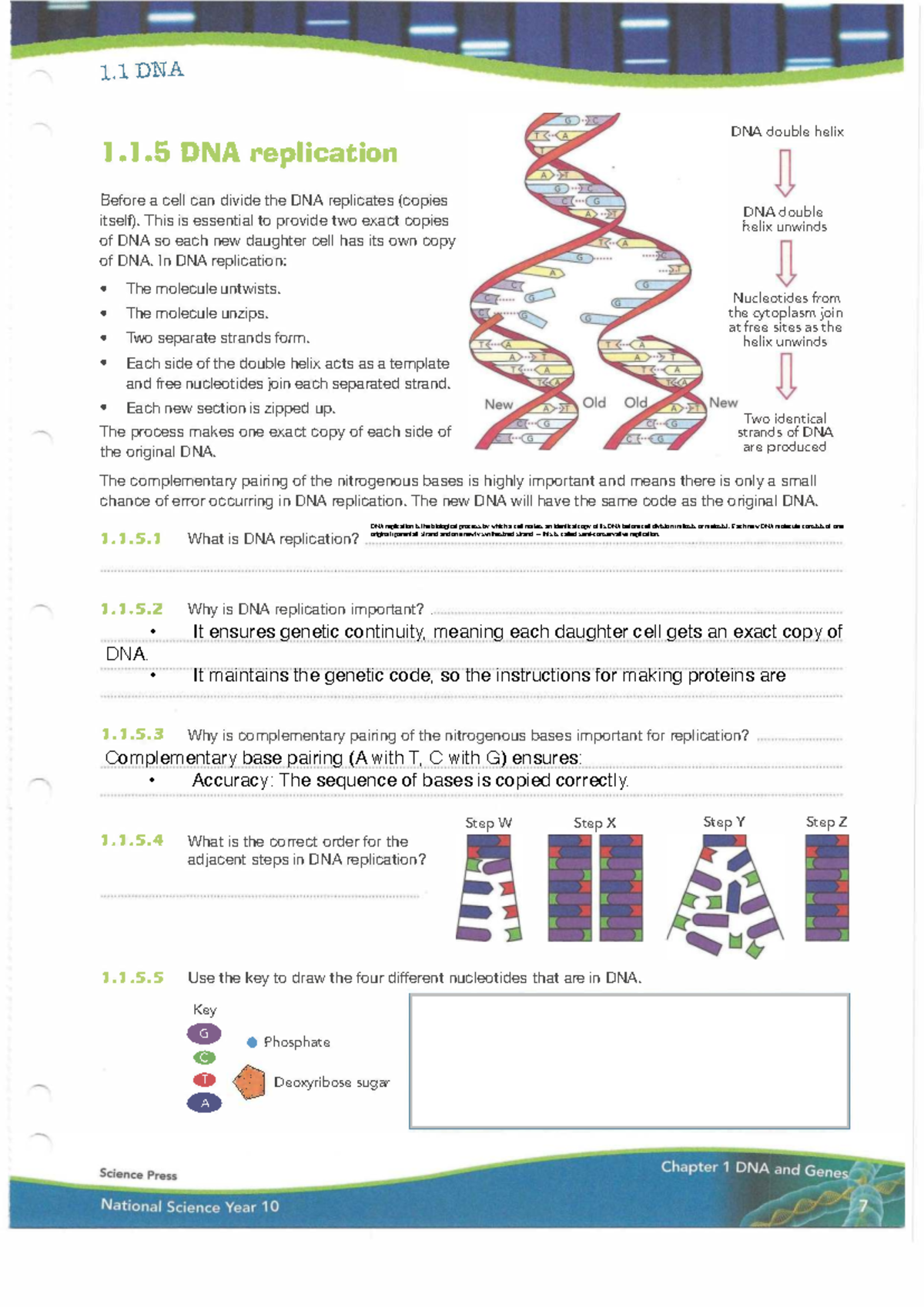 1.1 DNA Replication: Key Concepts and Exam Questions - Studocu