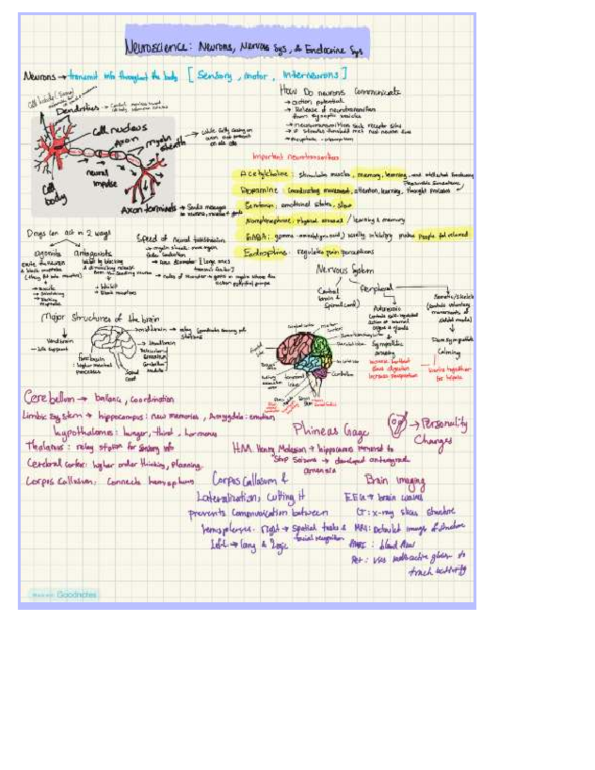 Neuroscience CAN 2 1 3: Neurons, Nervous & Endocrine Systems Overview ...