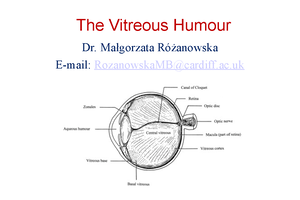 The Vitreous Humour: Anatomy, Functions, and Age-Related Changes - The ...