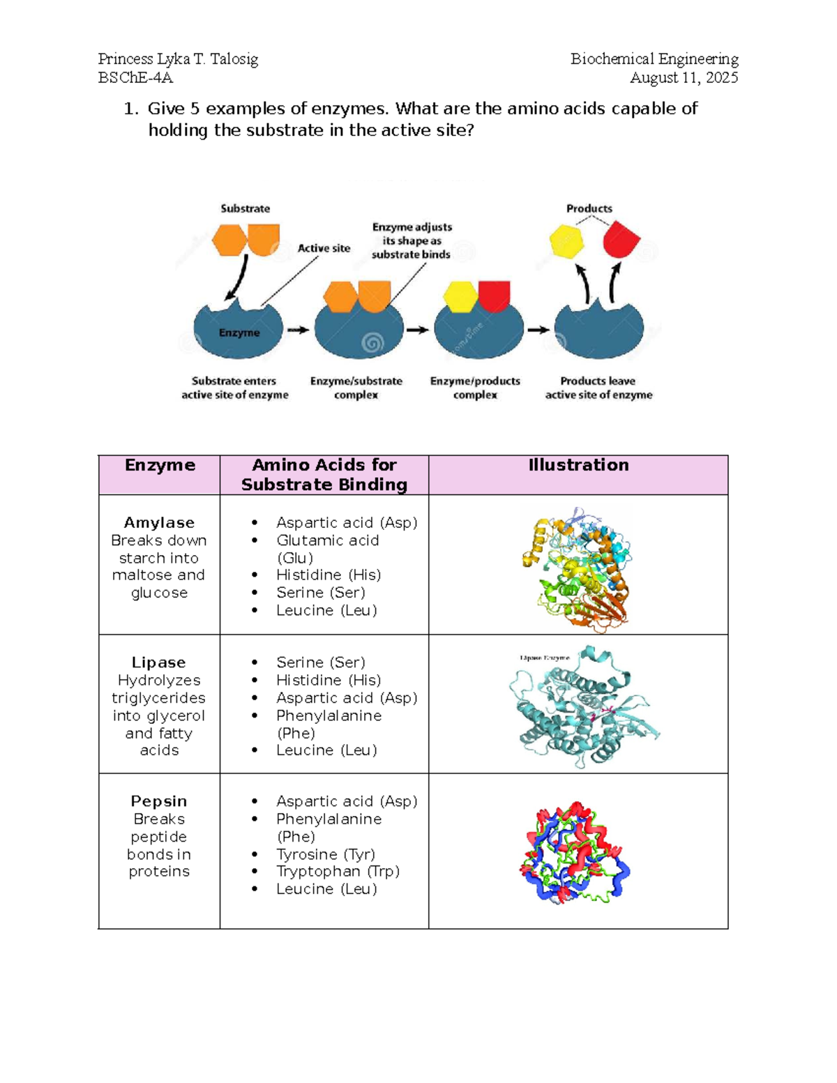 Biochem Eng Ass 6: Enzymes & Amino Acids for Substrate Binding - Studocu