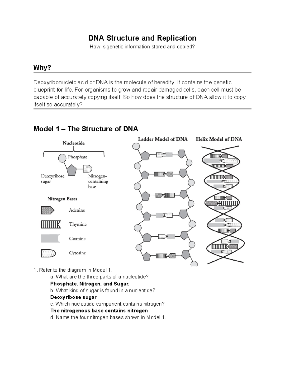 DNA Structure & Replication: Genetic Info Storage & Copying Basics ...