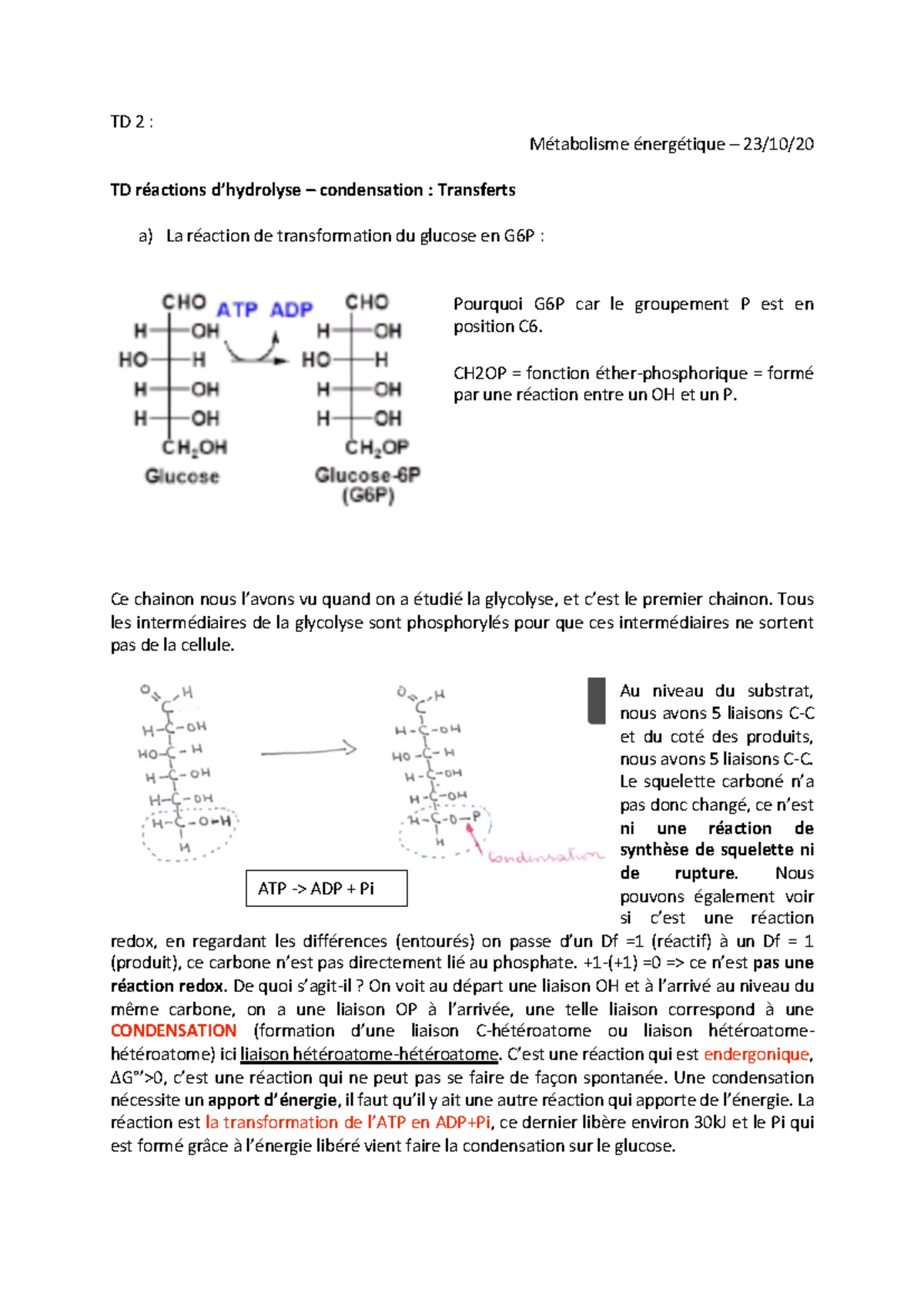 Cours 3- La chaîne respiratoire : mécanisme réactionnelle de la ...