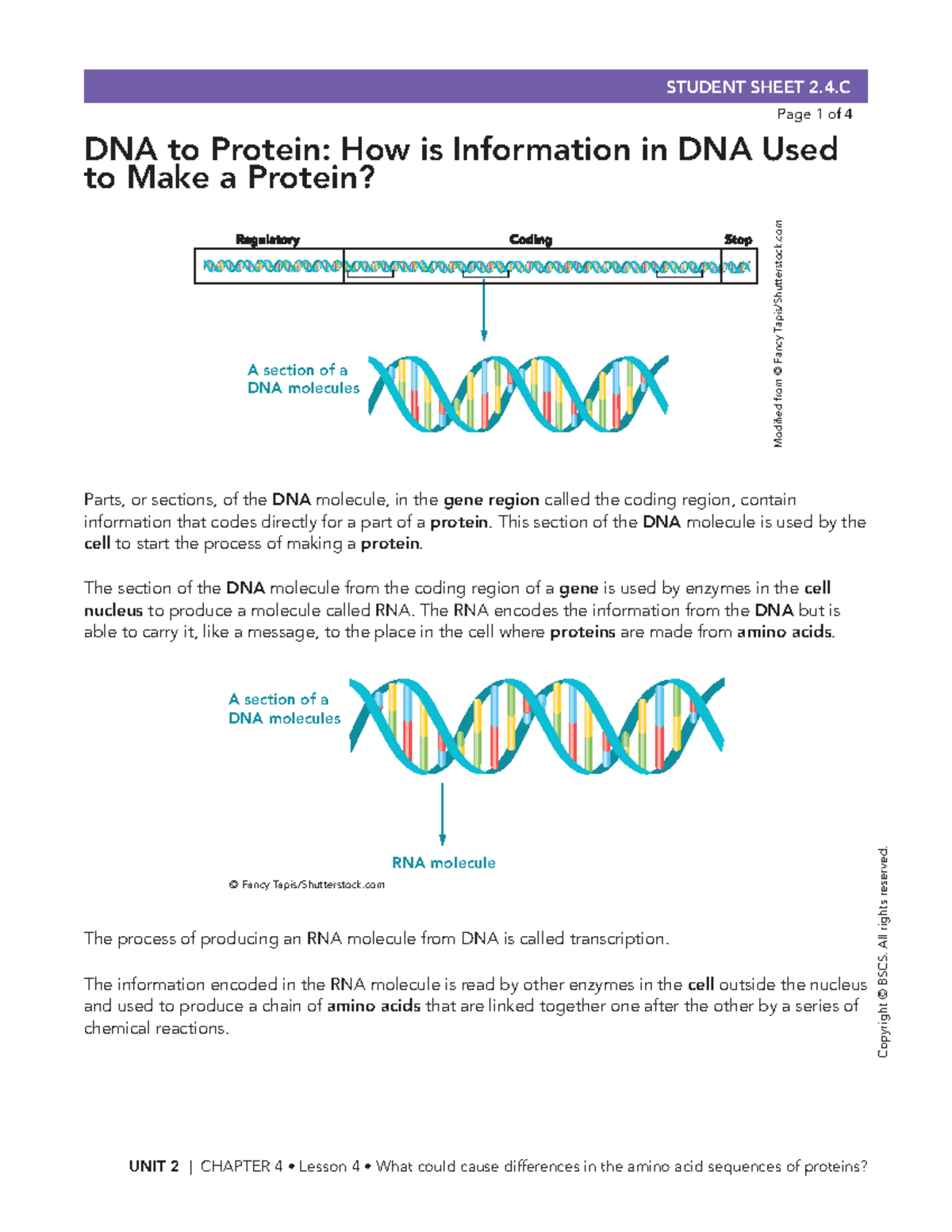 2.4.C DNA to Protein Fillable - Copyright © BSCS. All rights reserved ...