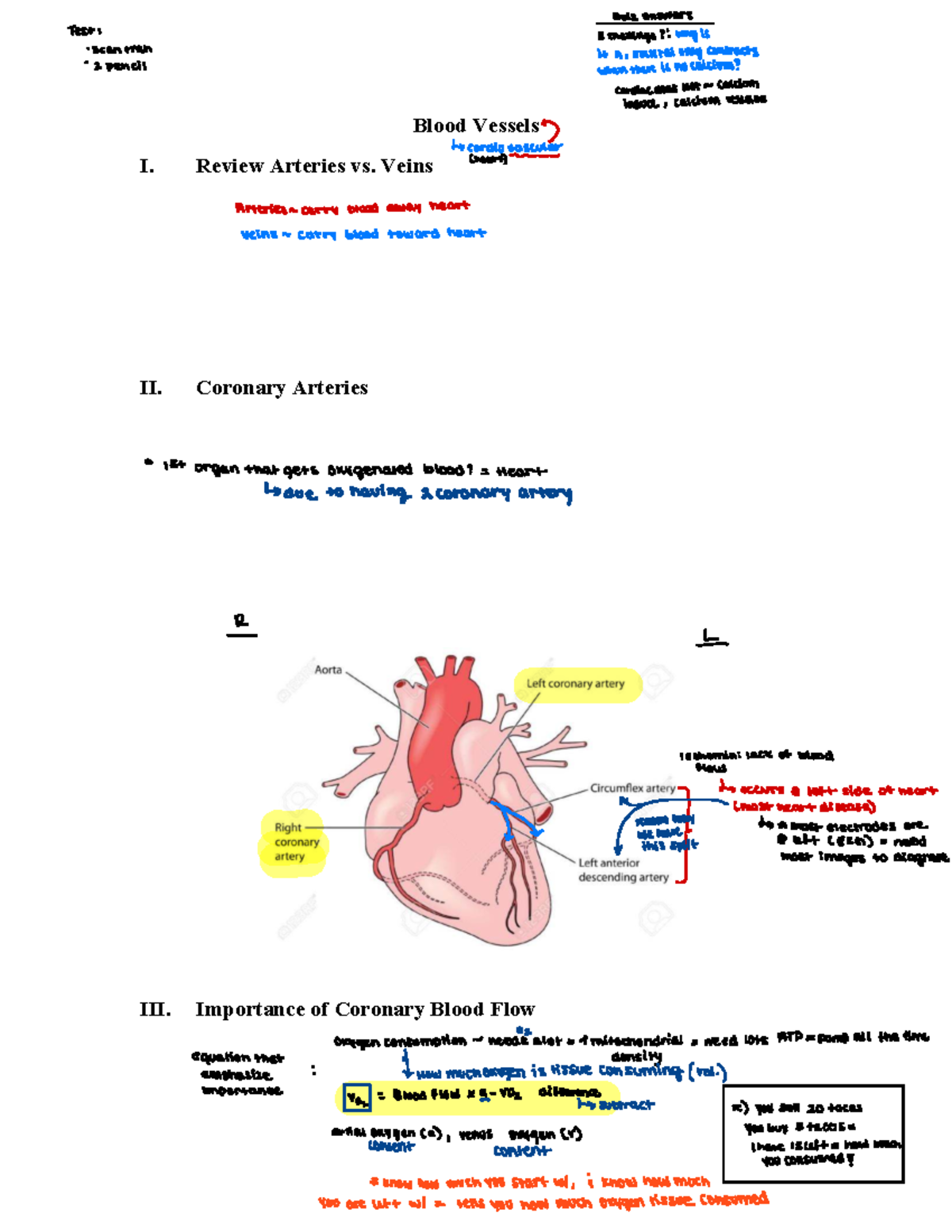 Quiz Answers: Blood Vessels and Cardiovascular Review - Studocu