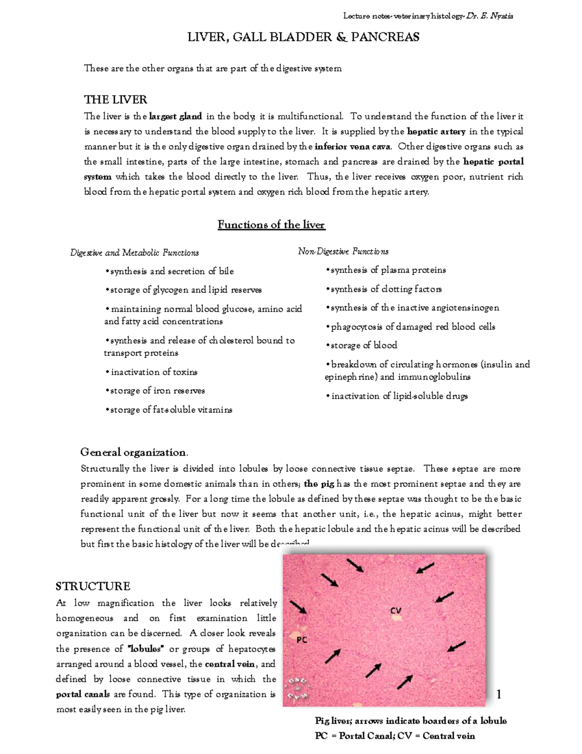 Liver-Gall Bladder & Pancreas-Histology-2 - LIVER, GALL BLADDER ...