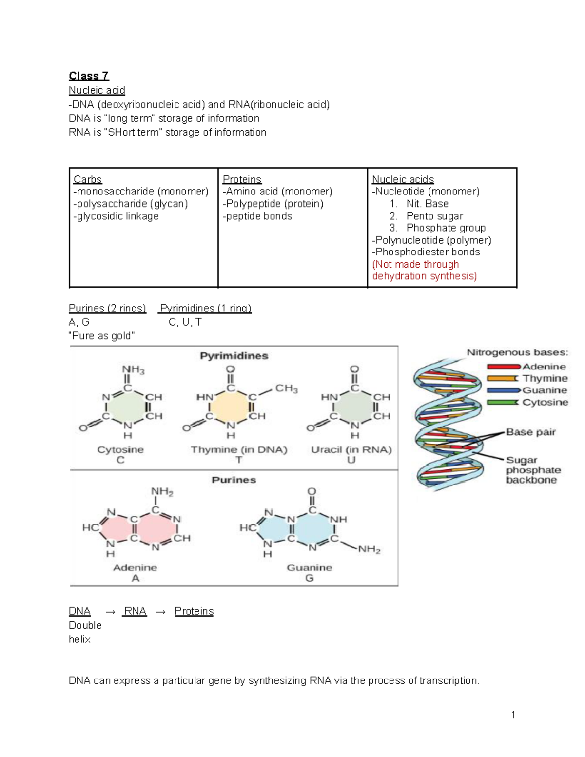 Biology Class 7 Notes: Nucleic Acids, Carbs, and Proteins Overview ...