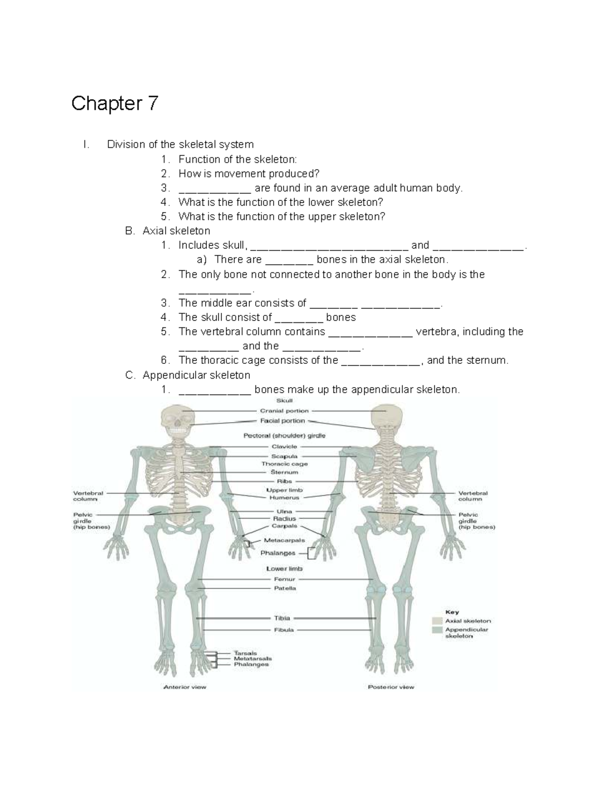 Chapter 7: Division of the Skeletal System & Functions - Studocu