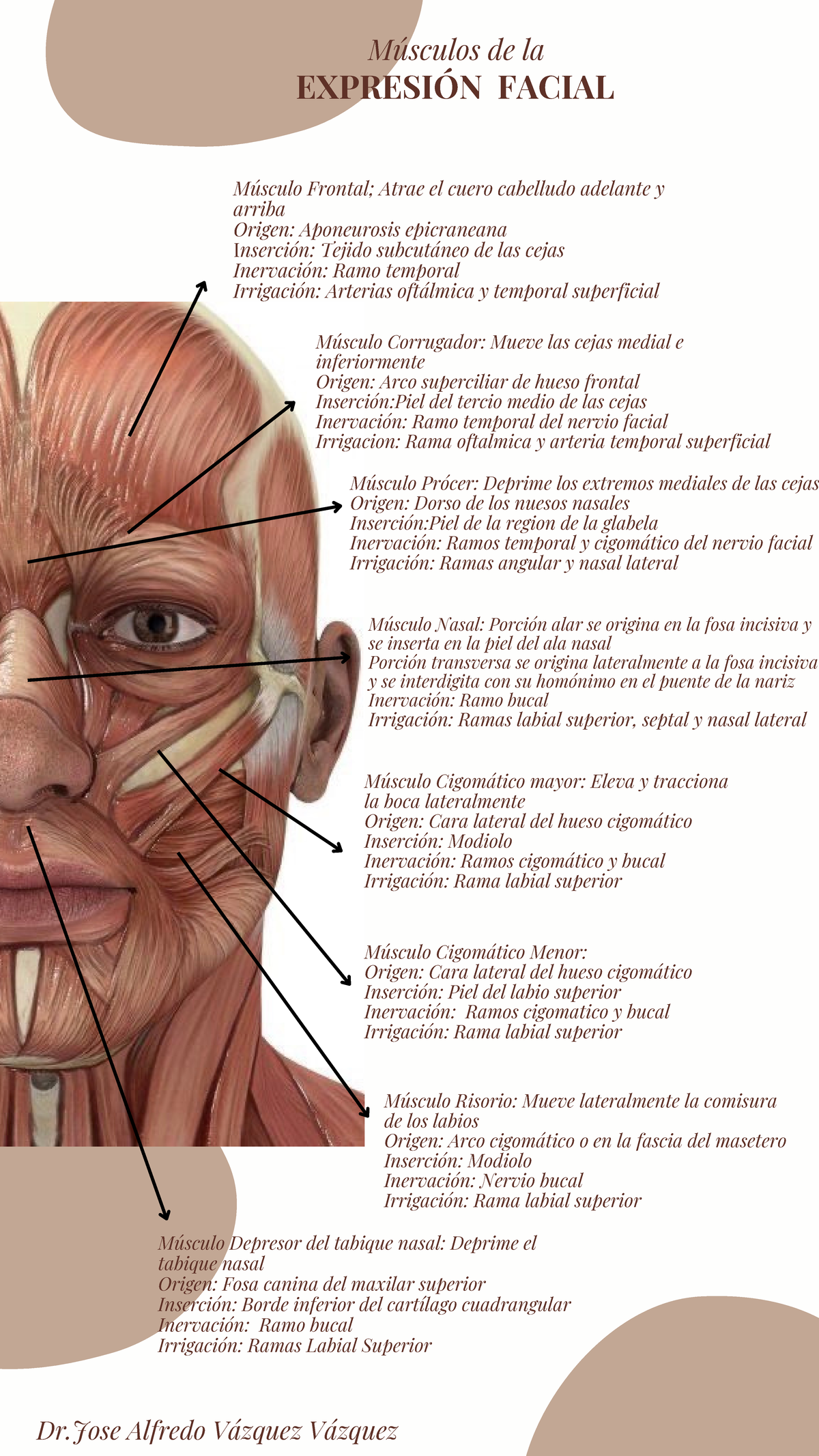 Músculos De La Expresión Facial En El Ser Humano Studocu