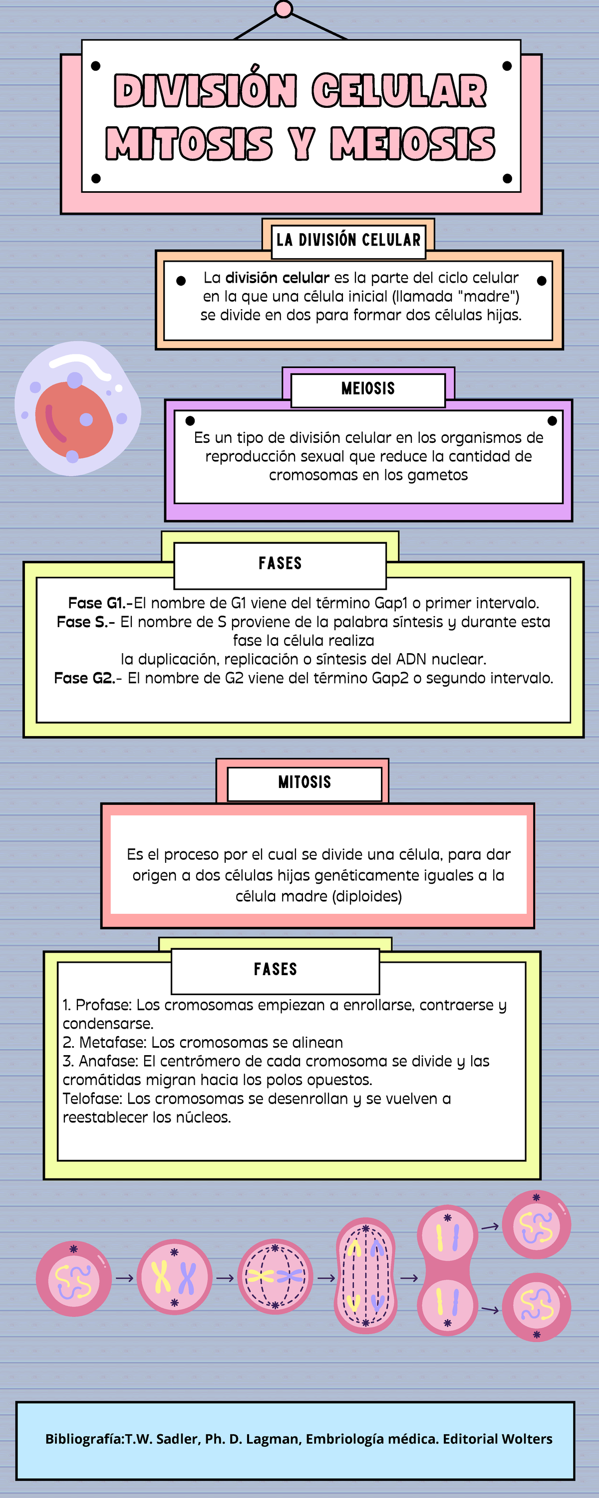Infografía sobre la División Celular: Mitosis y Meiosis - Studocu