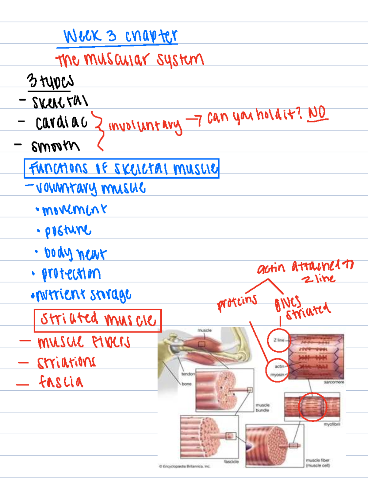 Final Exam Review Notes for ABC123: The Muscular System Overview - Studocu