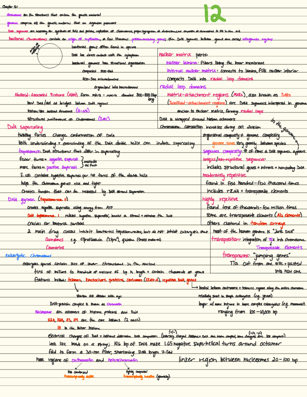 Genetics - Exam 3 Study Guide and Key Notes - Studocu