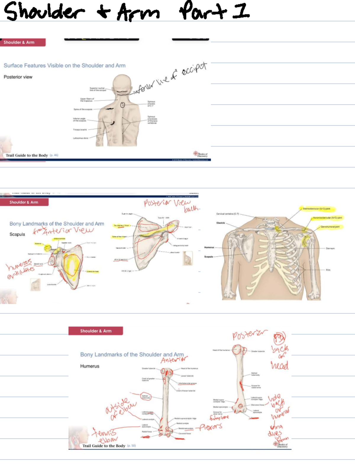 Lab Exam 2 Study Guide: Muscles of the Shoulder & Arm - Studocu