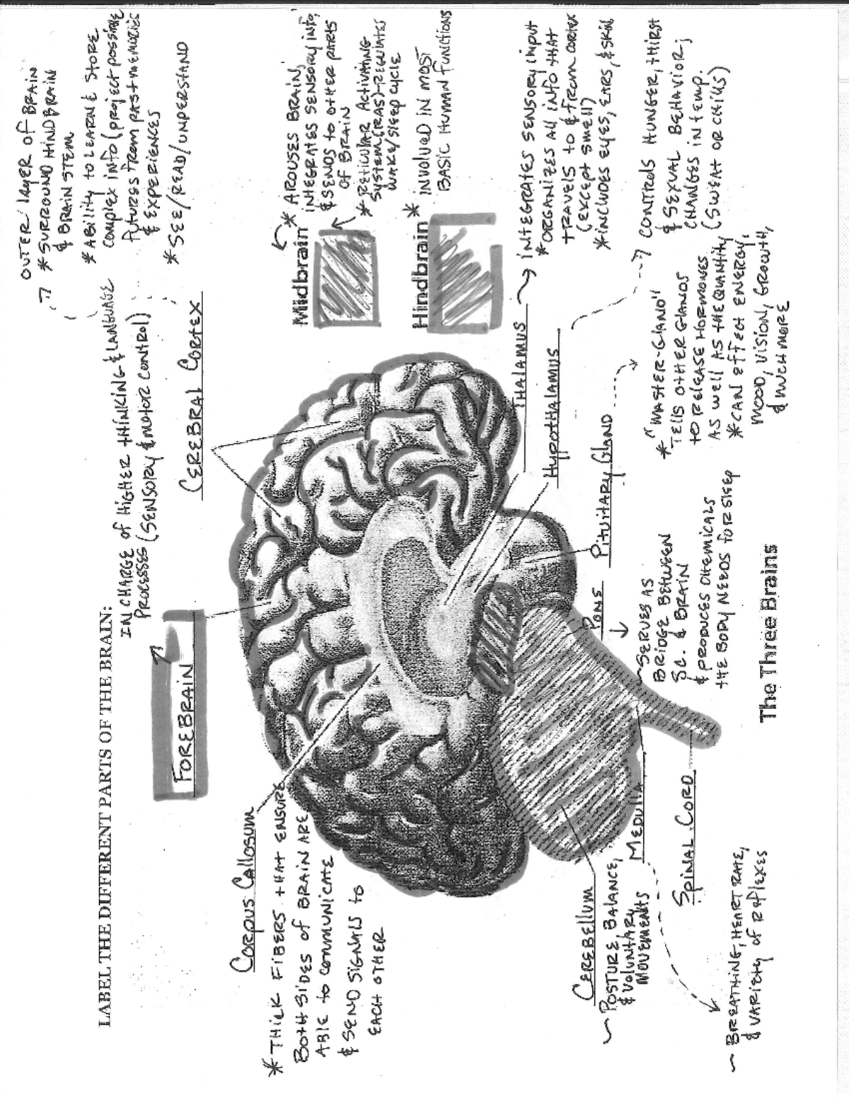 Structure+Functions+of+Brain Key - OUTER layer of BRAIN 7 SURROUND HIND BRAIN of BRAIN STEM ...