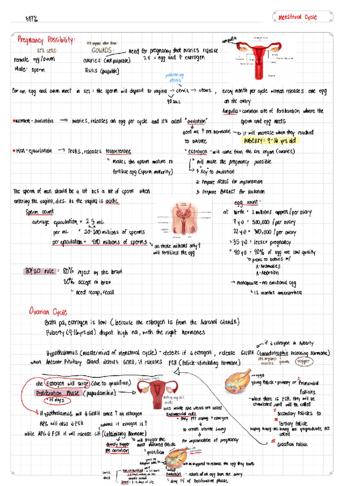 Menstrual Cycle Overview: Key Concepts and Processes (251229) - Studocu