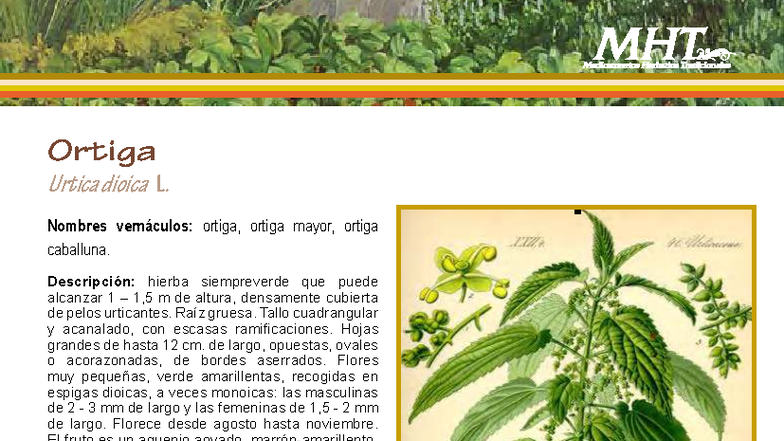 Ortiga (Urtica dioica L.) - Propiedades y Usos Medicinales - Studocu