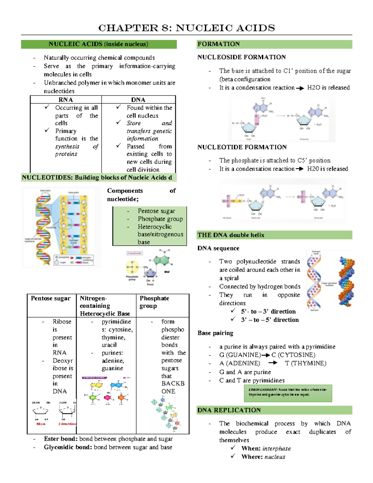 CHAPTER 8: NUCLEIC ACIDS - Structure, Function, and Replication - Studocu