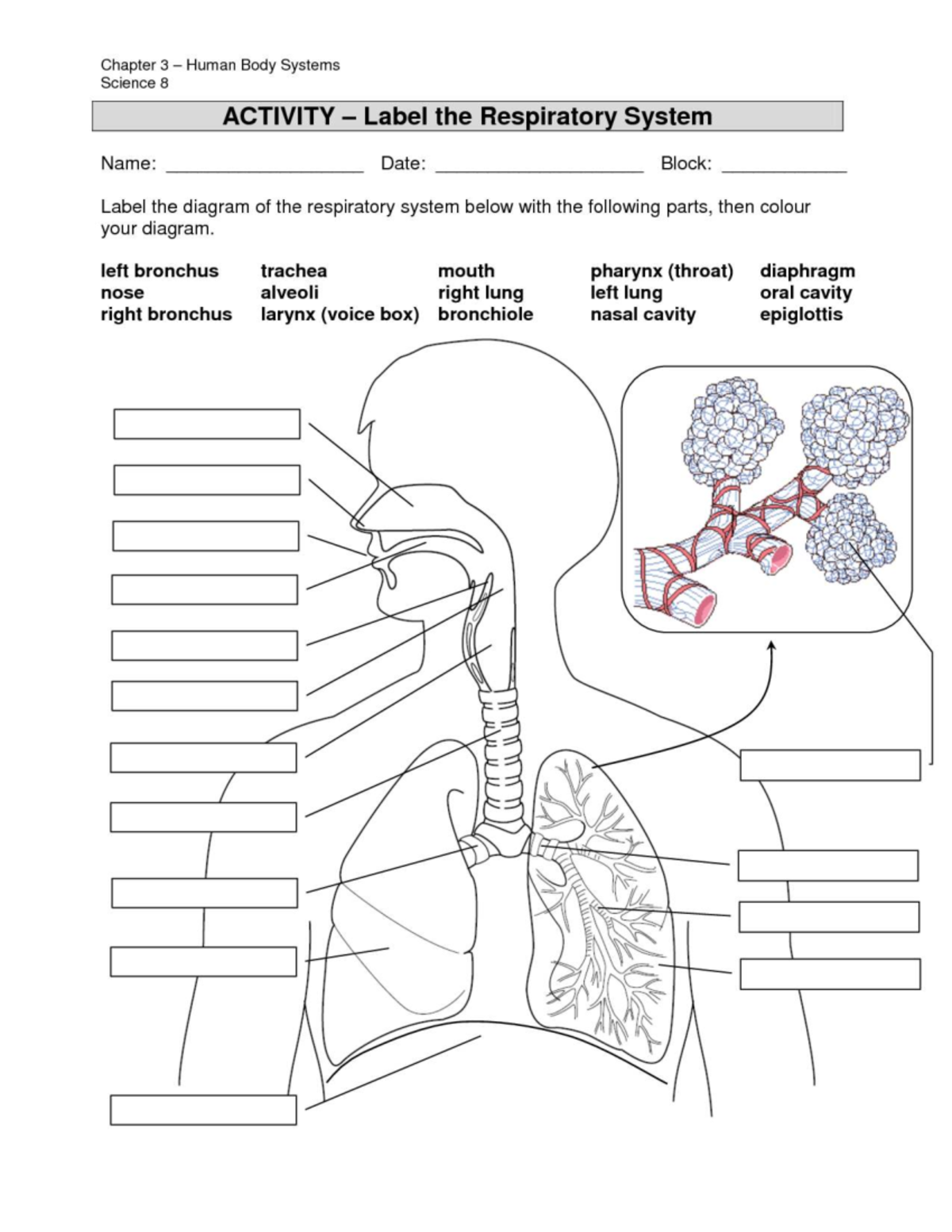 Biology - Respiratory diagram - Chapter 3 Human Body Systems Science 8 ...