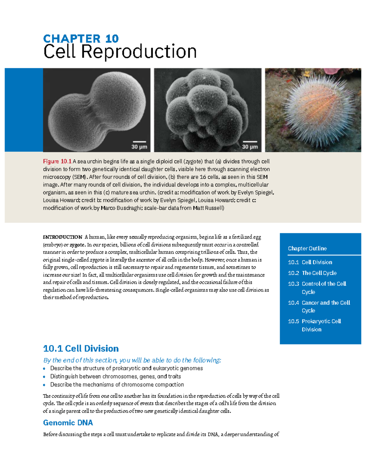 CHAPTER 10 Cell Division and Regulation: Understanding the Cell Cycle ...