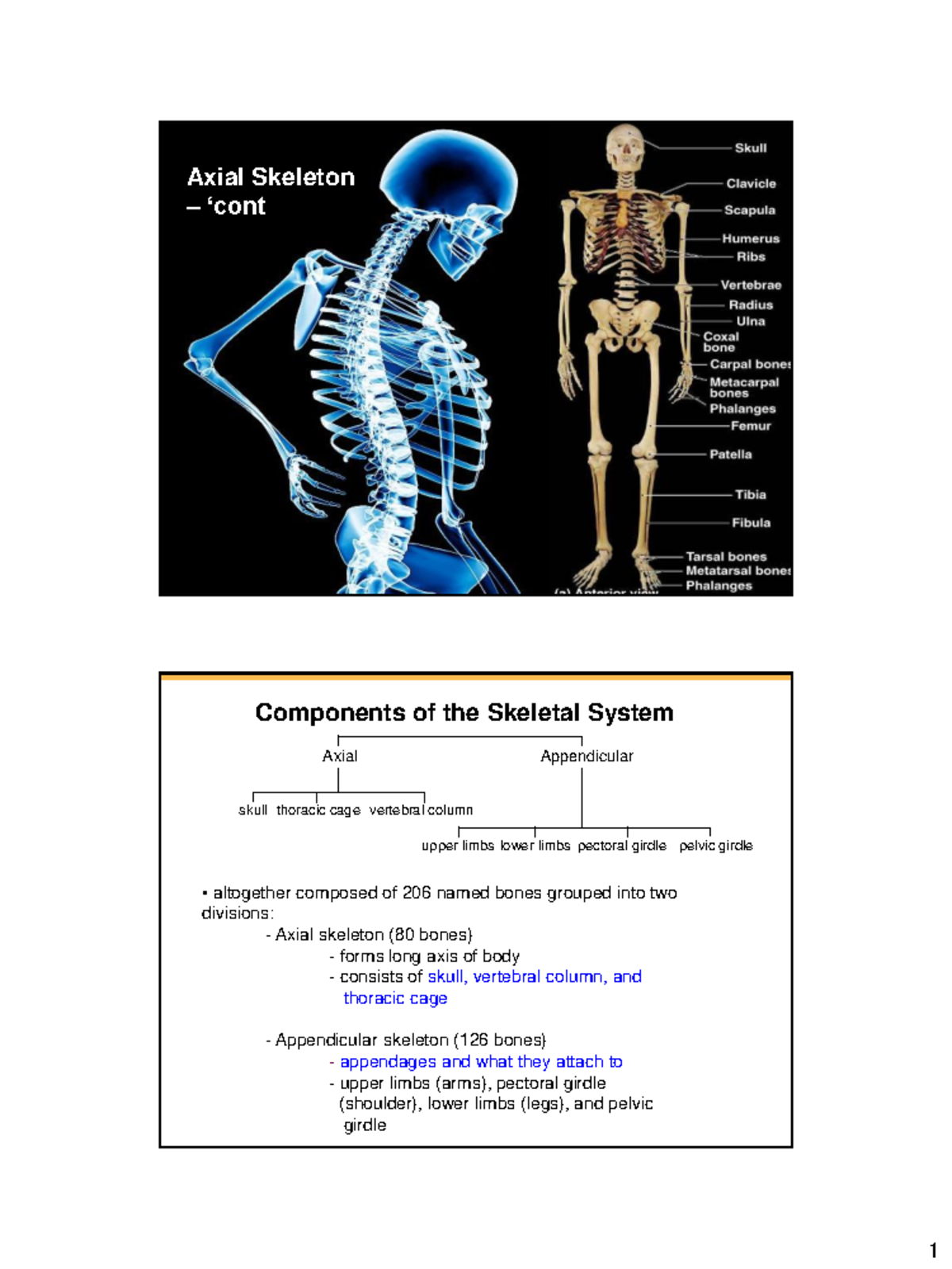 Understanding the Axial Skeleton: Anatomy & Functions (BIO 101) - Studocu