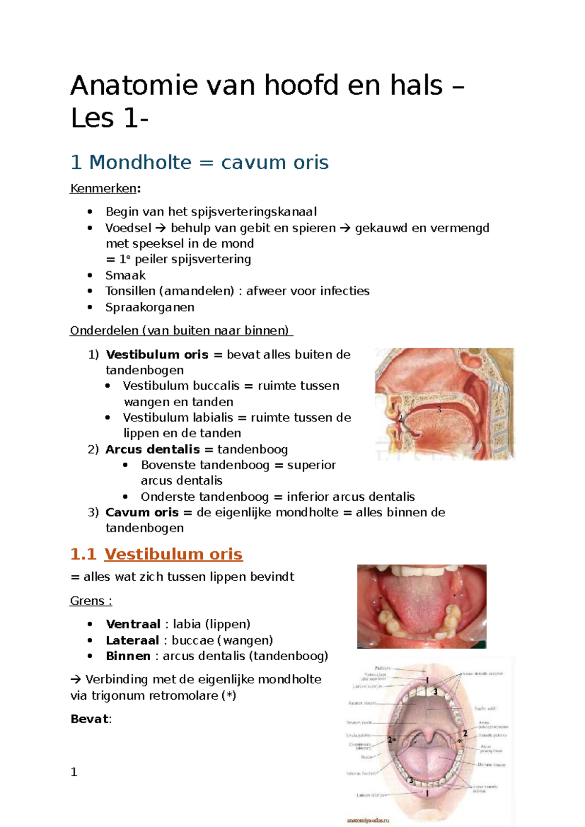 Anatomie van Hoofd en Hals Les 11: Mondholte en Spijsvertering - Studocu