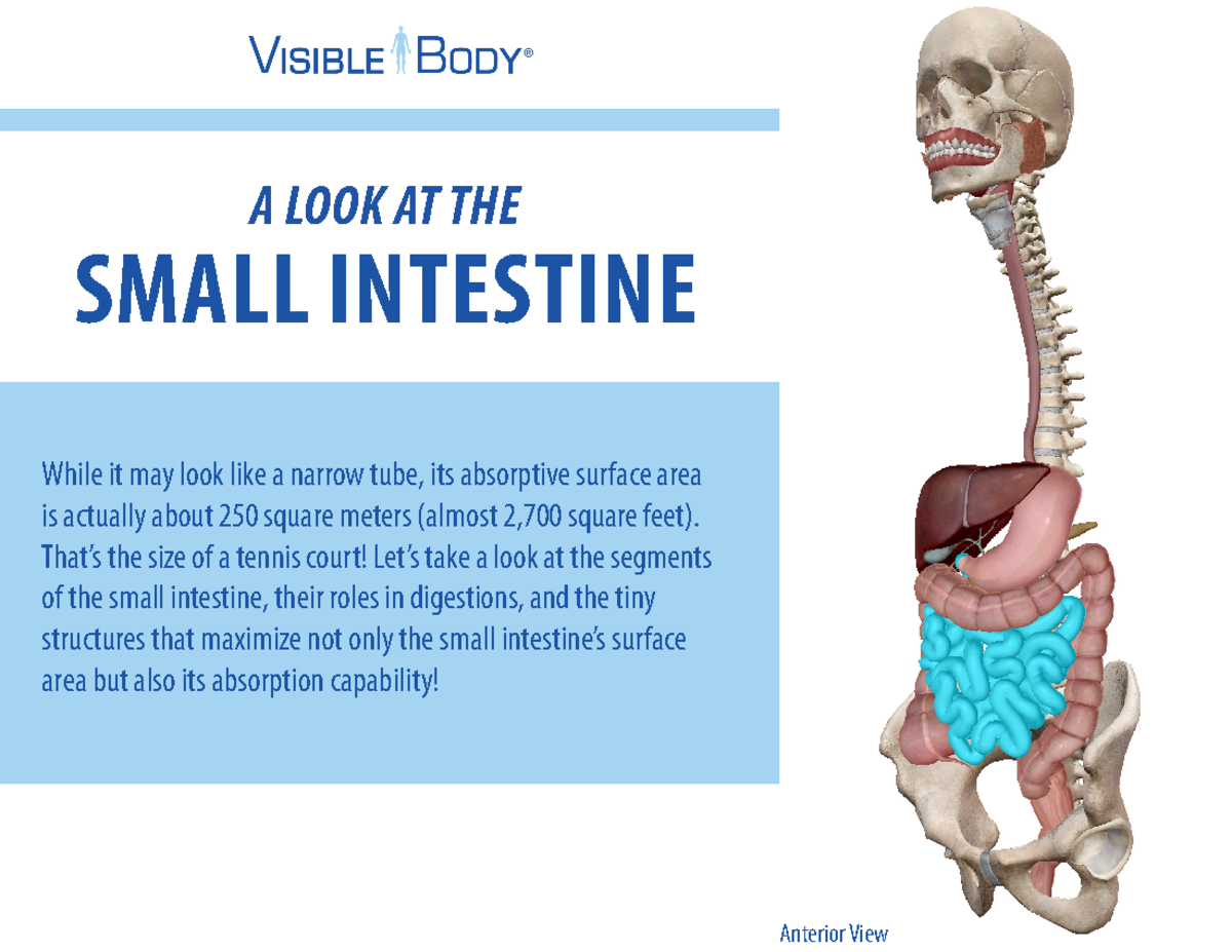 Visible Body Small Intestine eFAST Exam Study Guide - Studocu