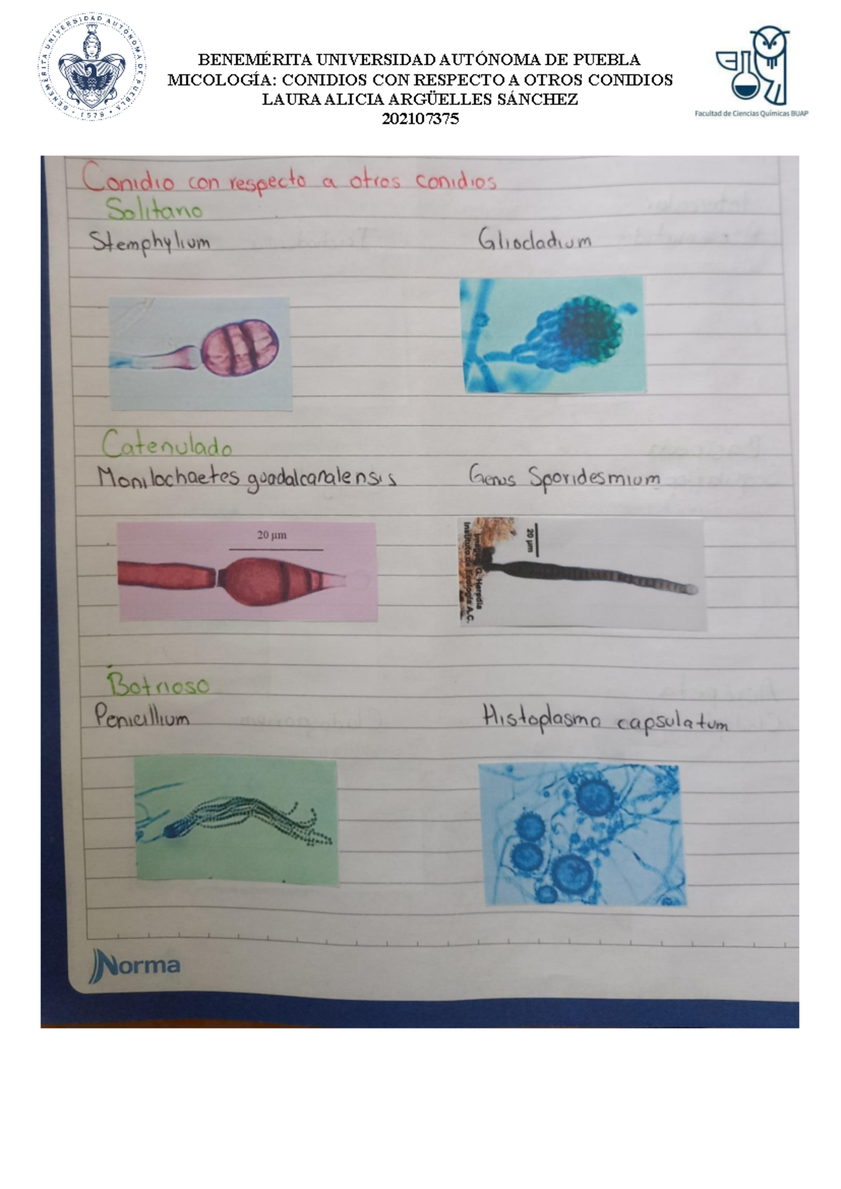 Conidios respecto a otros. Micología - micologia - BENEMÉRITA ...