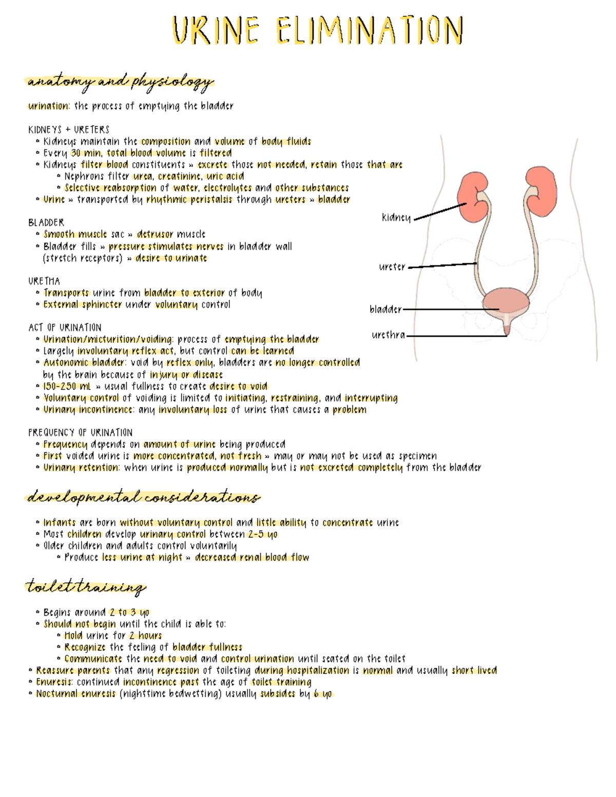 Urine elimination anatomy and physiology: understanding urination ...