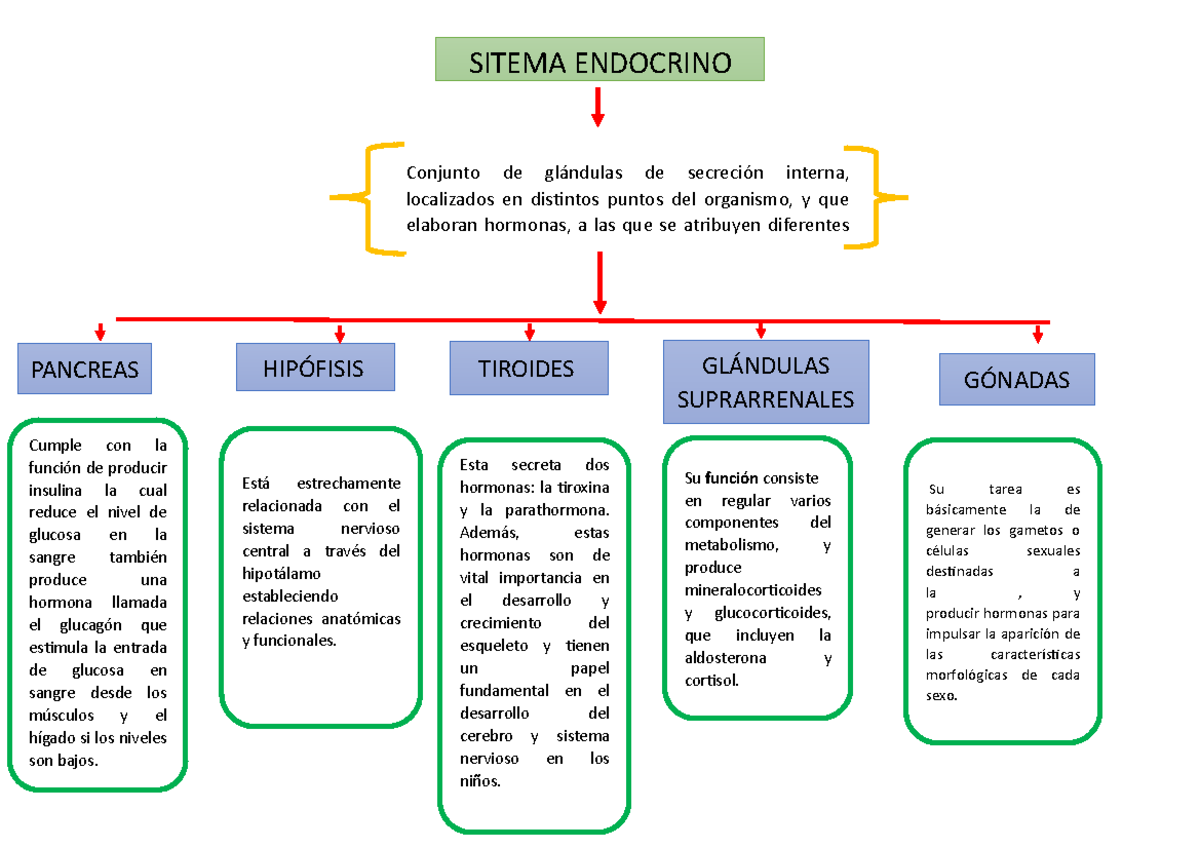 Sistema Endocrino - Resumen de Anatomía y Funciones Hormonas - Studocu