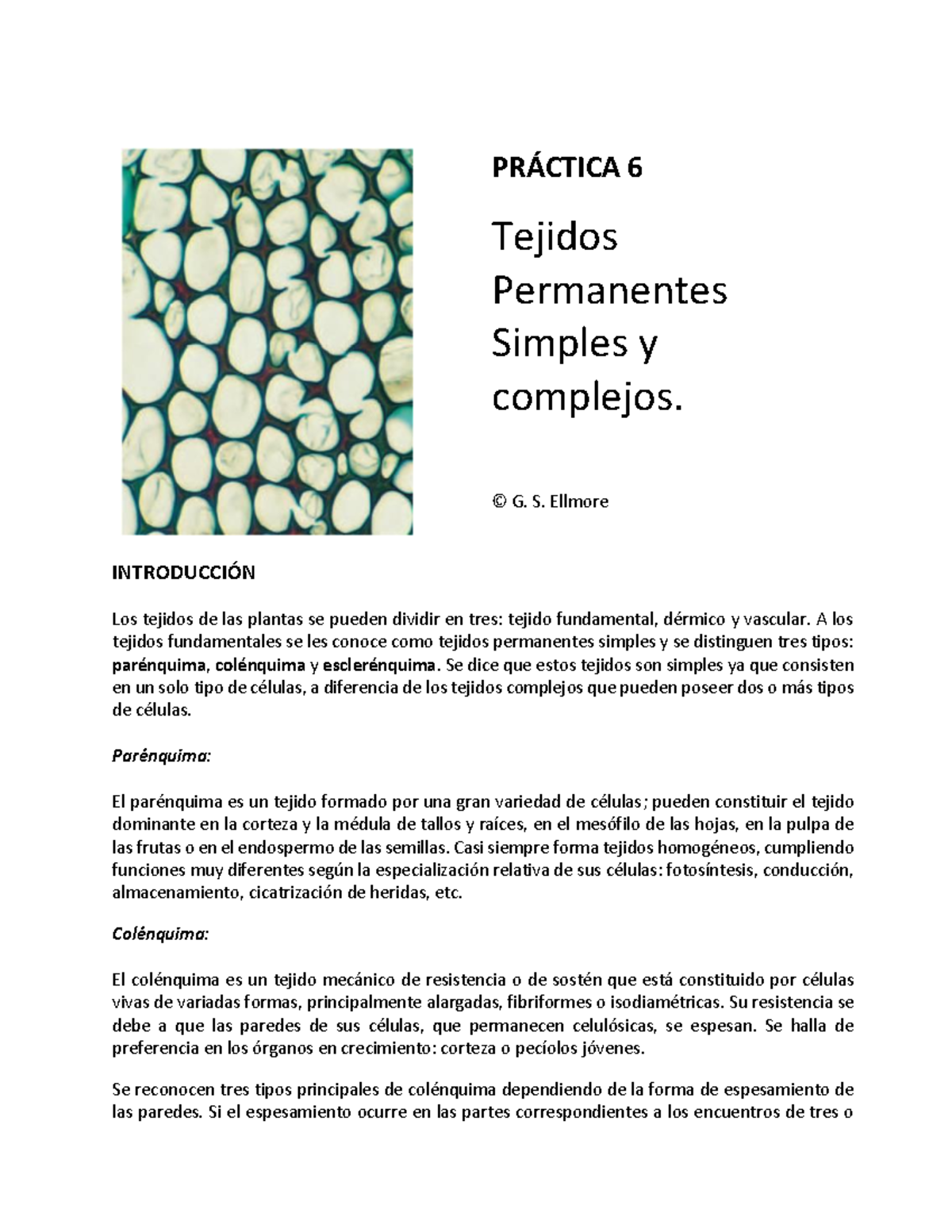 Práctica 6: Tejidos Simples y Complejos en Botánica - Studocu