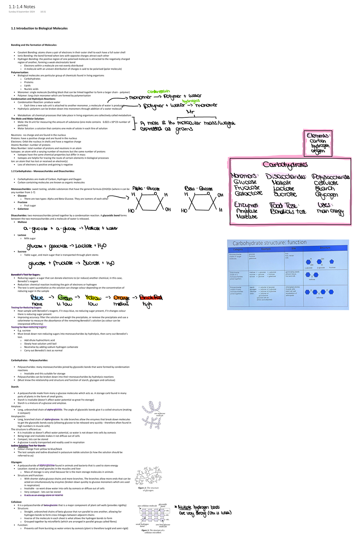 Biological Molecules Notes (BIO101) - Introduction to Structure and ...