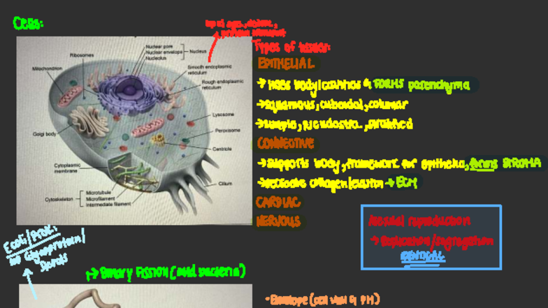 Biology 1 & 2: Comprehensive Study Notes on Cells and Systems - Studocu