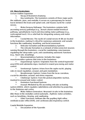 Anatomy Revision - Plastinated Human Brain Cerebrum over view Frontal ...