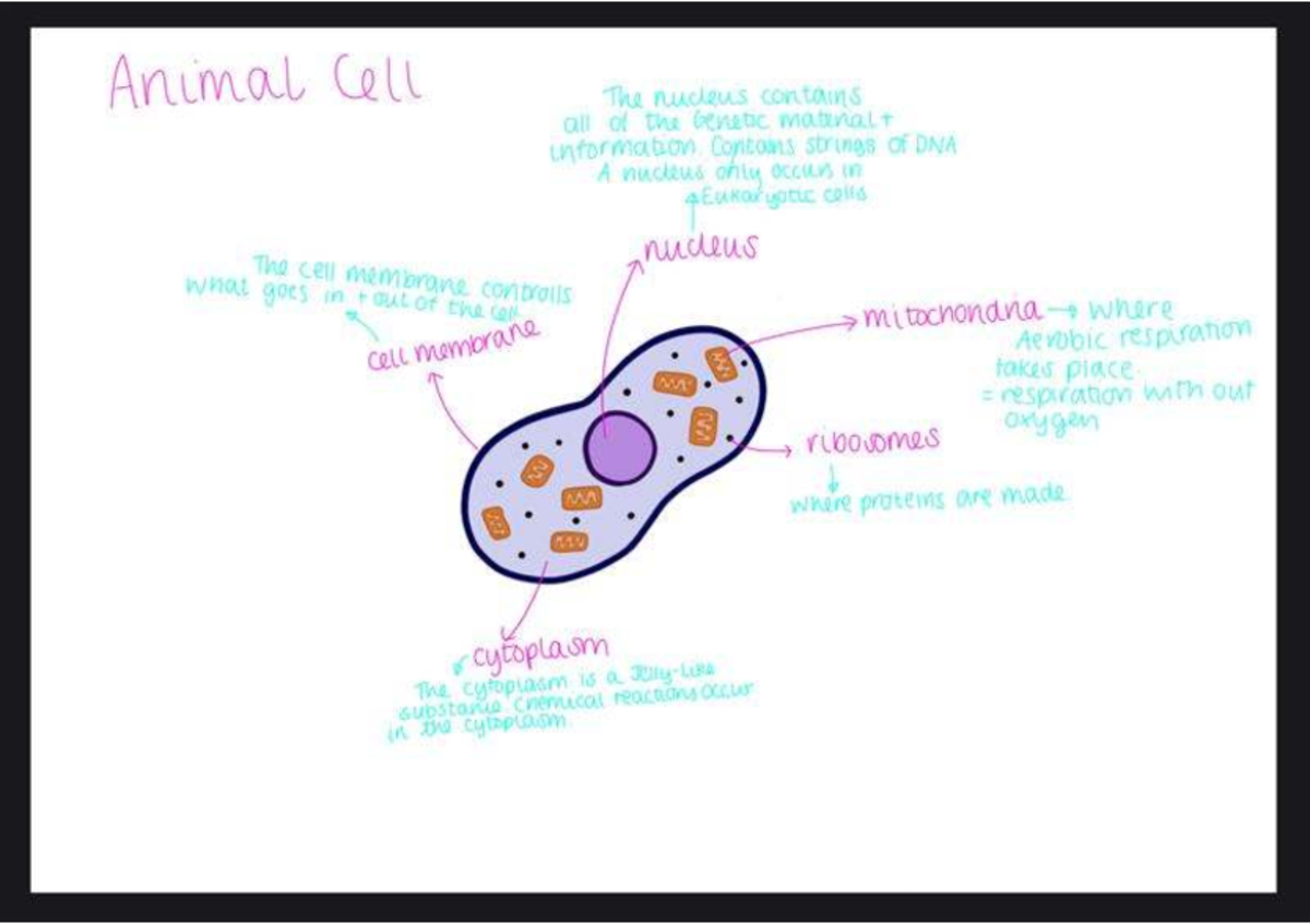 Animal Cell Structure and Function: Key Components Explained - Studocu