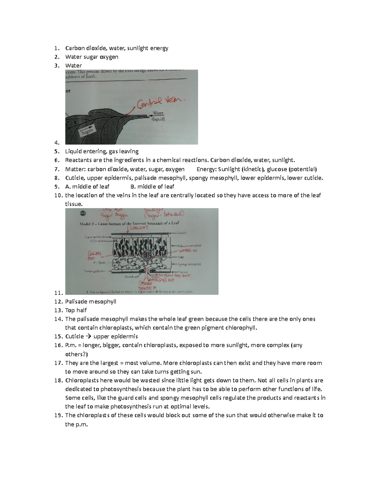 Photosynthesis: Understanding Leaf Structure and Function Answers - Studocu